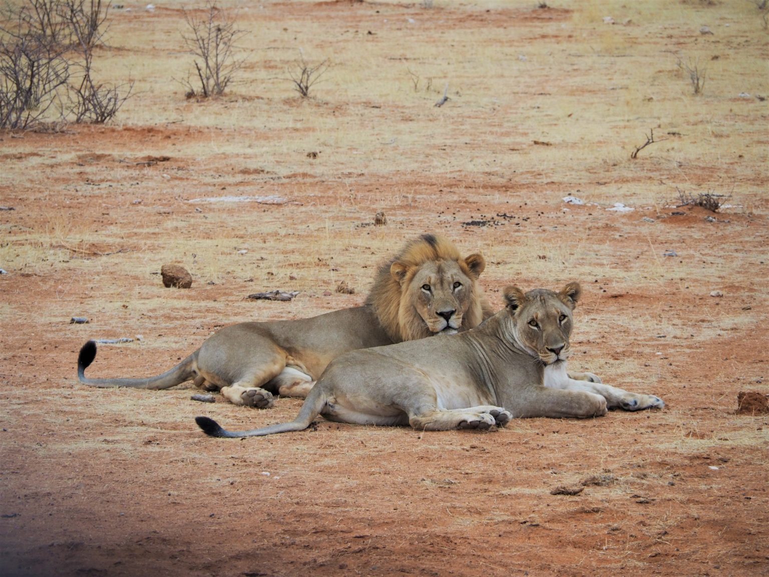 Jakie zwierzęta zobaczysz na safari w Kenii i Tanzanii | SzpilkiWplecaku.pl